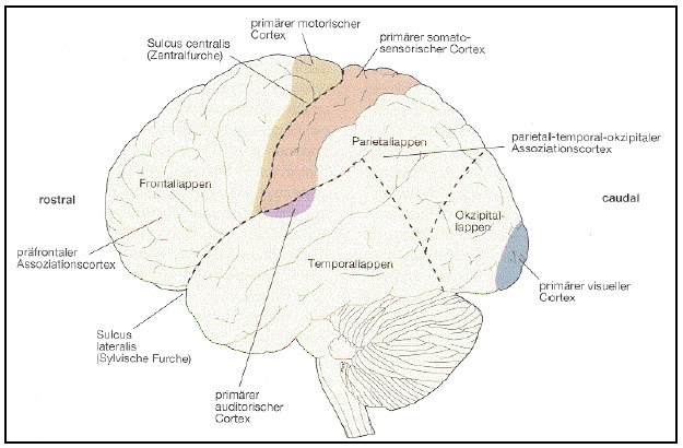 Script zum Seminar Einführung in die Linguistik Prof. Dr. M. Schecker